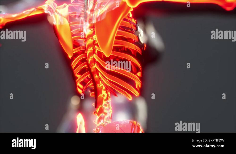 Joints anatomy Stock Videos & Footage - HD and 4K Video Clips - Alamy