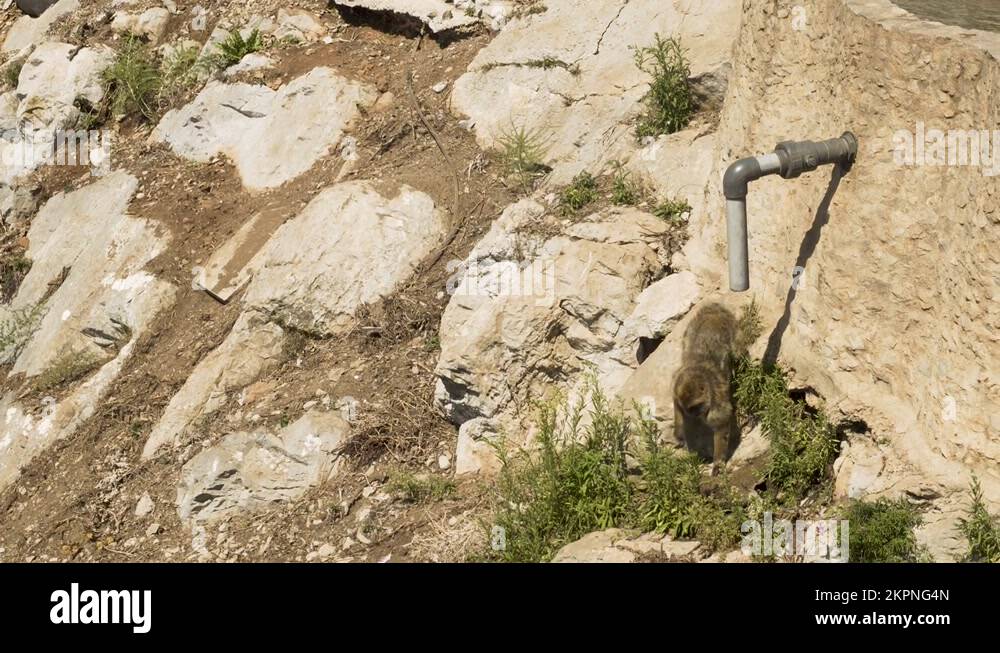 Careful monkey Stock Videos & Footage - HD and 4K Video Clips - Alamy