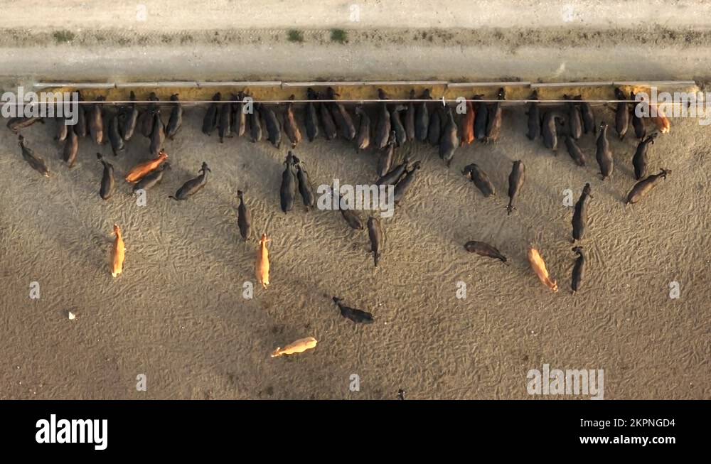 Beef cow operation Stock Videos & Footage - HD and 4K Video Clips - Alamy