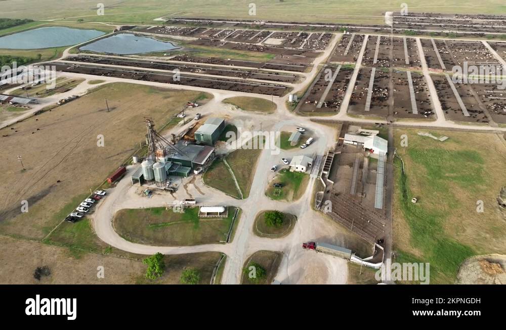 Farm buildings at large cattle feedlot for beef production. Aerial ...