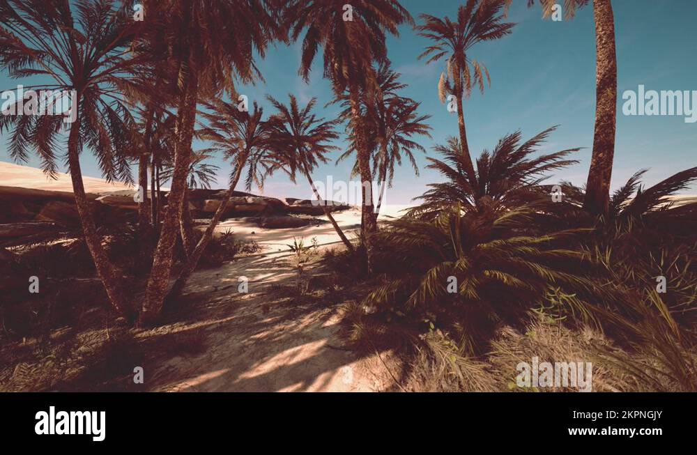 Palm trees of oasis in desert landscape Stock Video Footage - Alamy
