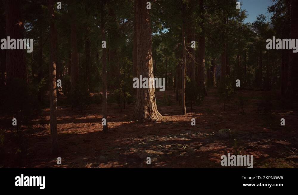 Scale of the giant sequoias of Sequoia National Park Stock Video ...