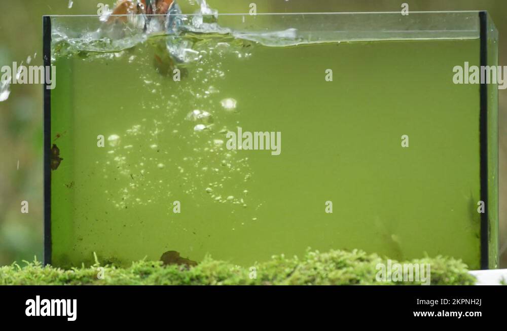 Common kingfisher diving into a tank to catch a fish; insightful side ...