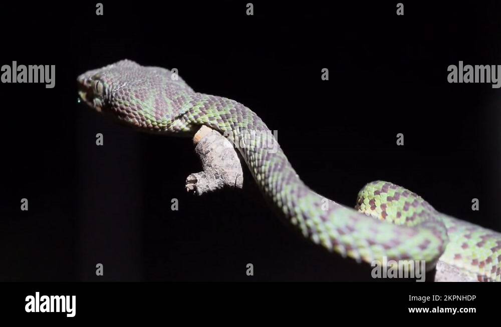 Viper background Stock Videos & Footage - HD and 4K Video Clips - Alamy