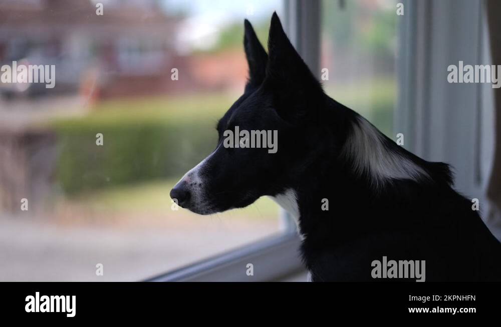 Dog Alone By Window Waiting For Owner To Arrive, Border Collie Stock ...