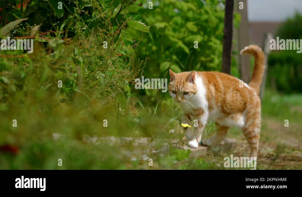 Cat walking outside Stock Videos & Footage - HD and 4K Video Clips - Alamy