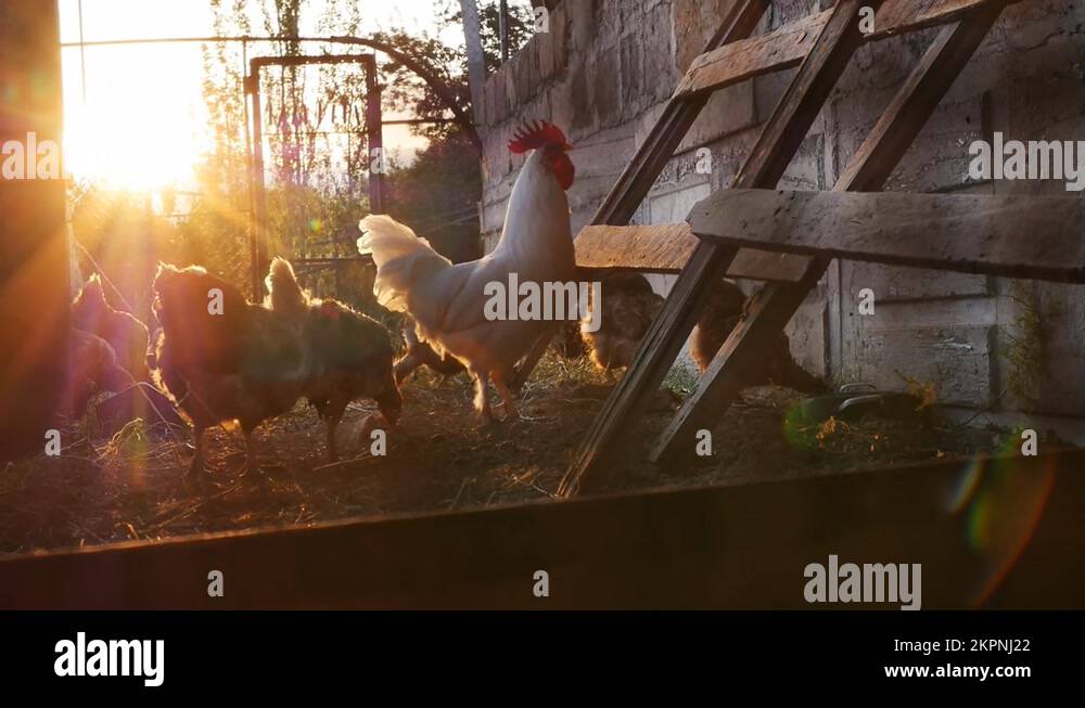 Country rooster Stock Videos & Footage - HD and 4K Video Clips - Alamy