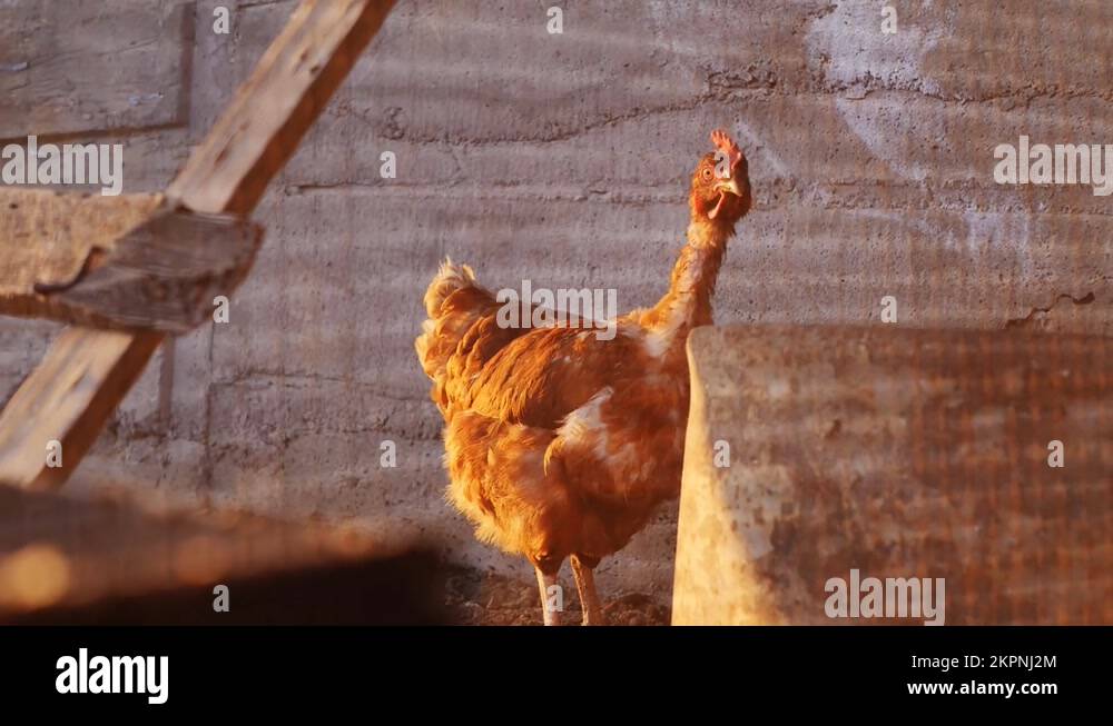 Bald neck chicken Stock Videos & Footage - HD and 4K Video Clips - Alamy