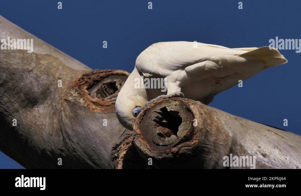 Little Corella digging a hole for its nest, close Stock Video Footage ...