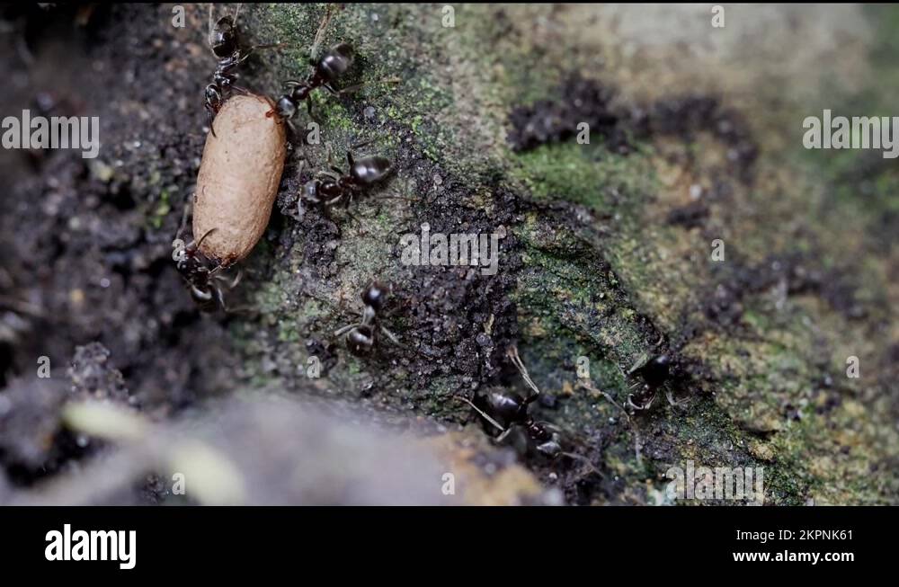 Lasius niger nest Stock Videos & Footage - HD and 4K Video Clips - Alamy