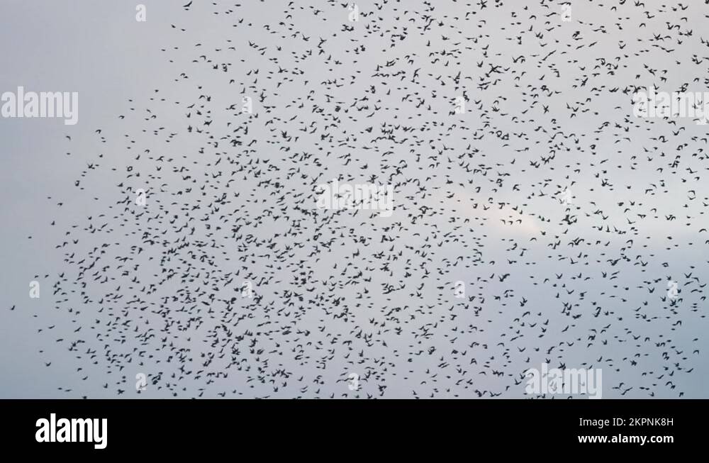 A massive flock of small birds creates various shapes and patterns in ...