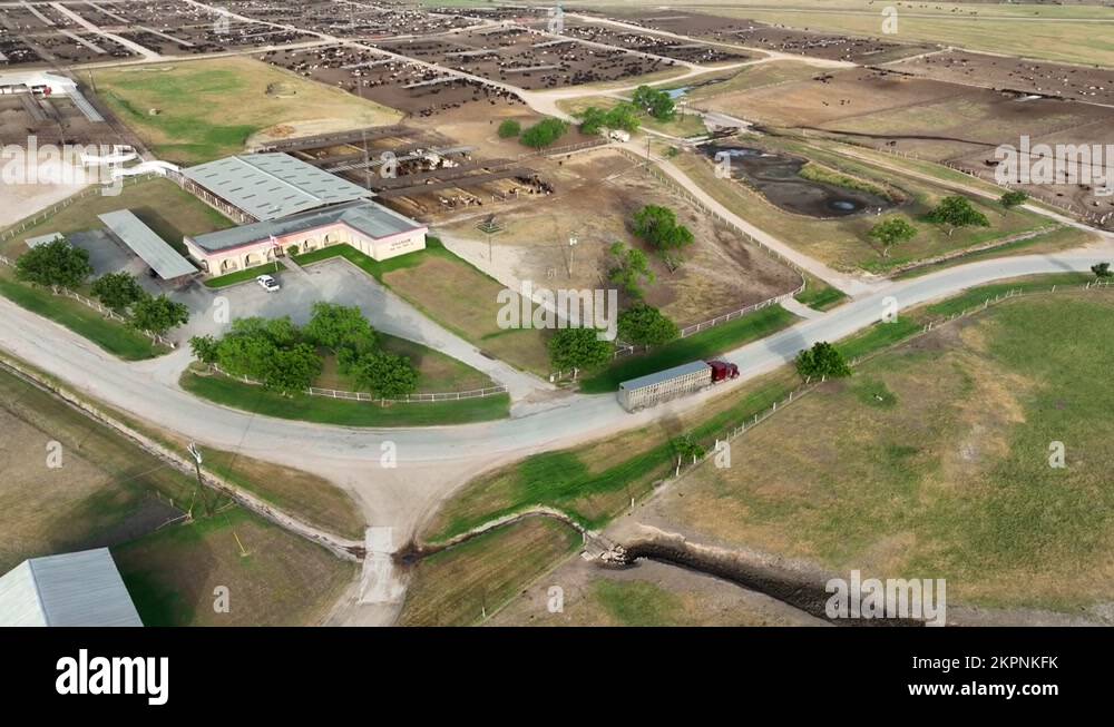 Truck hauls beef animals to slaughter. Feed lot at farm ranch aerial ...