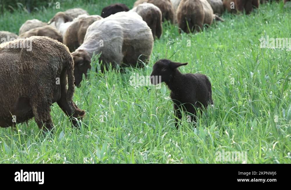 Sheep cub Stock Videos & Footage - HD and 4K Video Clips - Alamy