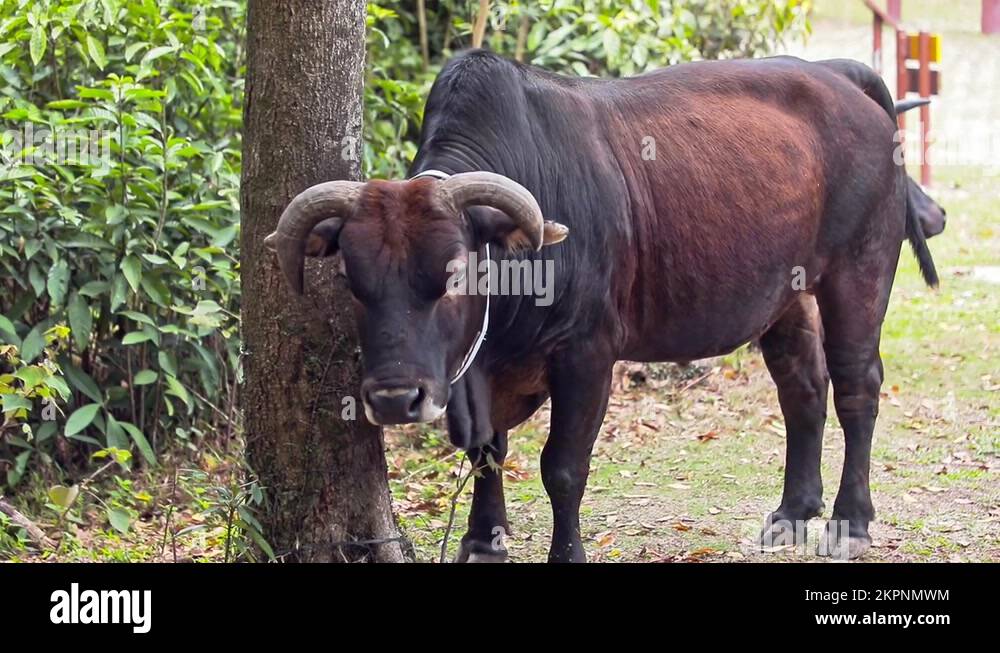 Cow steps Stock Videos & Footage - HD and 4K Video Clips - Alamy
