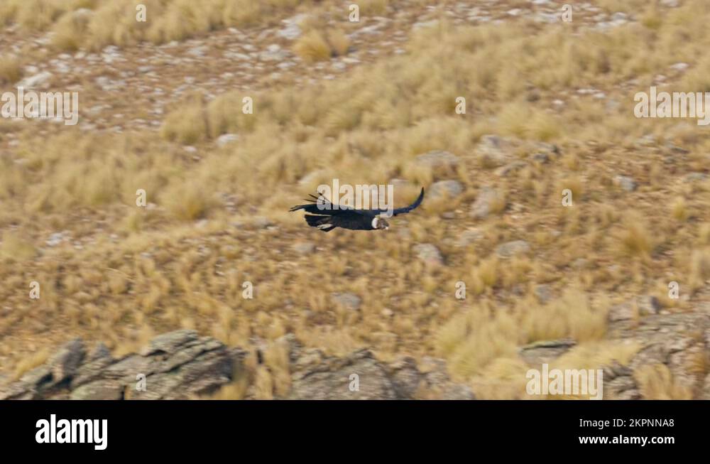 Andean condor (Vultur gryphus), one of the largest flying birds in the ...