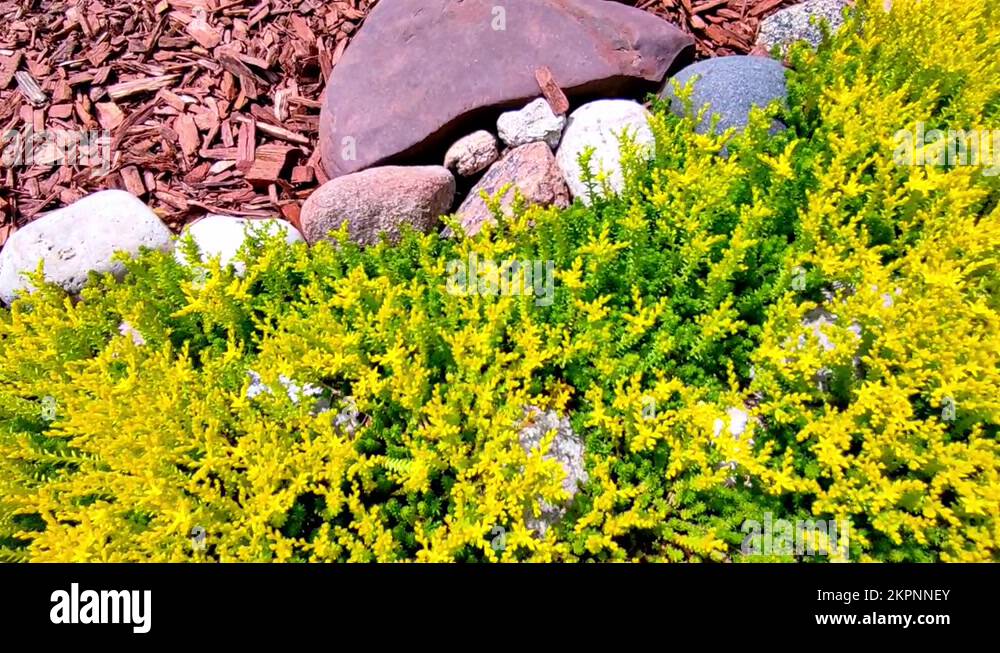 Ground cover plants Stock Videos & Footage - HD and 4K Video Clips - Alamy
