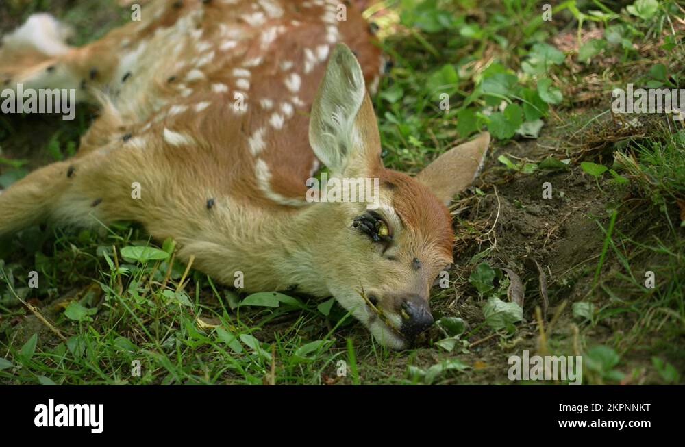 Fawn Body Stock Videos And Footage Hd And 4k Video Clips Alamy