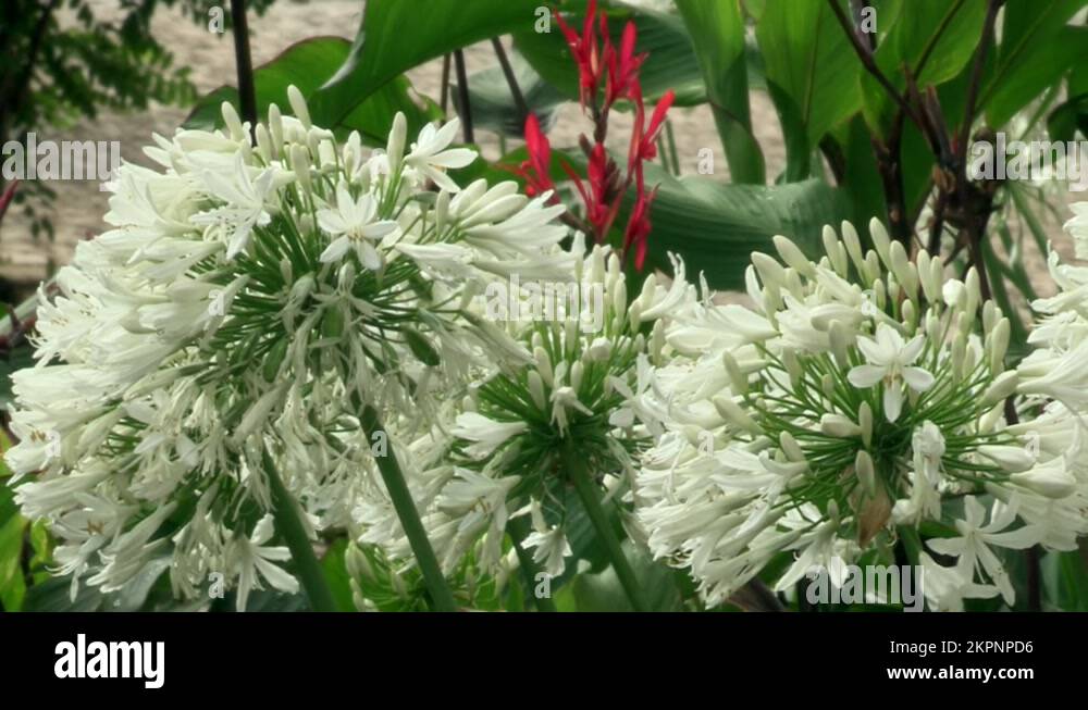 Edible bulb plant Stock Videos & Footage - HD and 4K Video Clips - Alamy