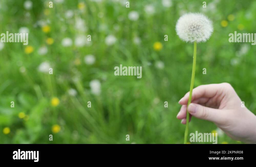 Hands with dandelion Stock Videos & Footage - HD and 4K Video Clips - Alamy