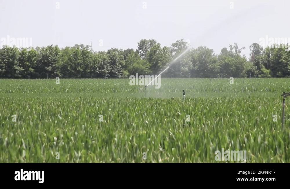 Watering fields with agricultural plants. Irrigation system watering ...