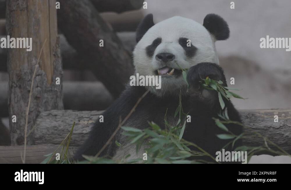 Cute Panda eating bamboo stems. Giant Panda eats the green shoots of ...