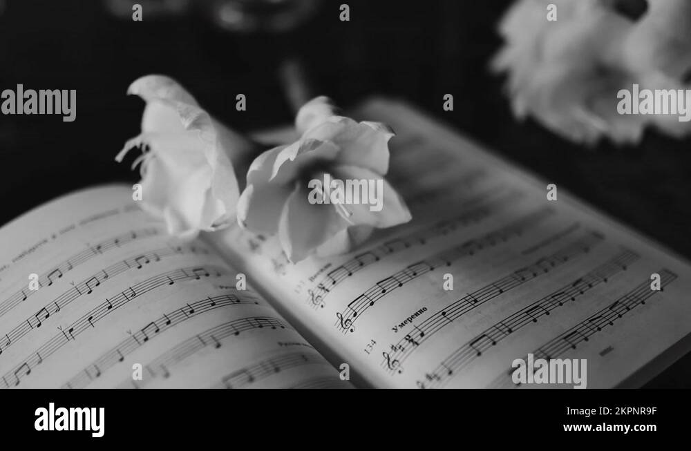 Music note flower Stock Videos & Footage - HD and 4K Video Clips - Alamy