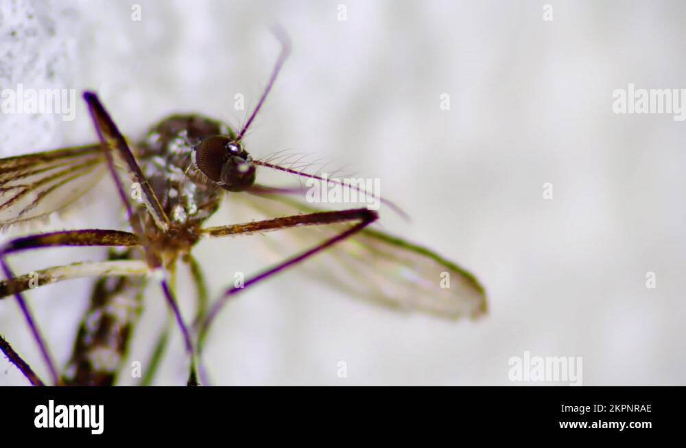 Side by side microscope Stock Videos & Footage - HD and 4K Video Clips ...