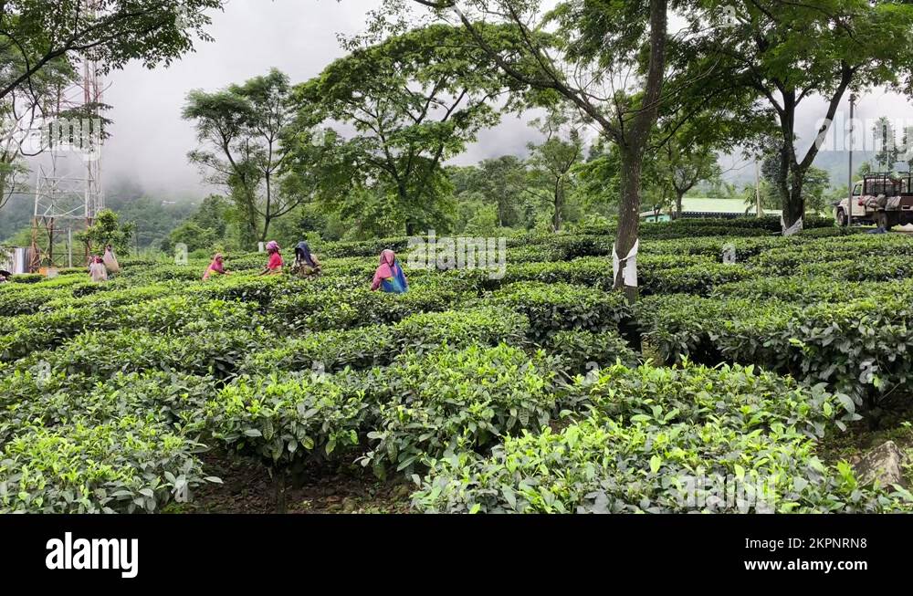 Darjeeling tea garden workers Stock Videos & Footage - HD and 4K Video ...