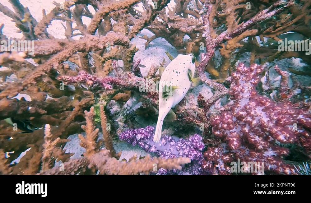 Ghost white fish Stock Videos & Footage - HD and 4K Video Clips - Alamy