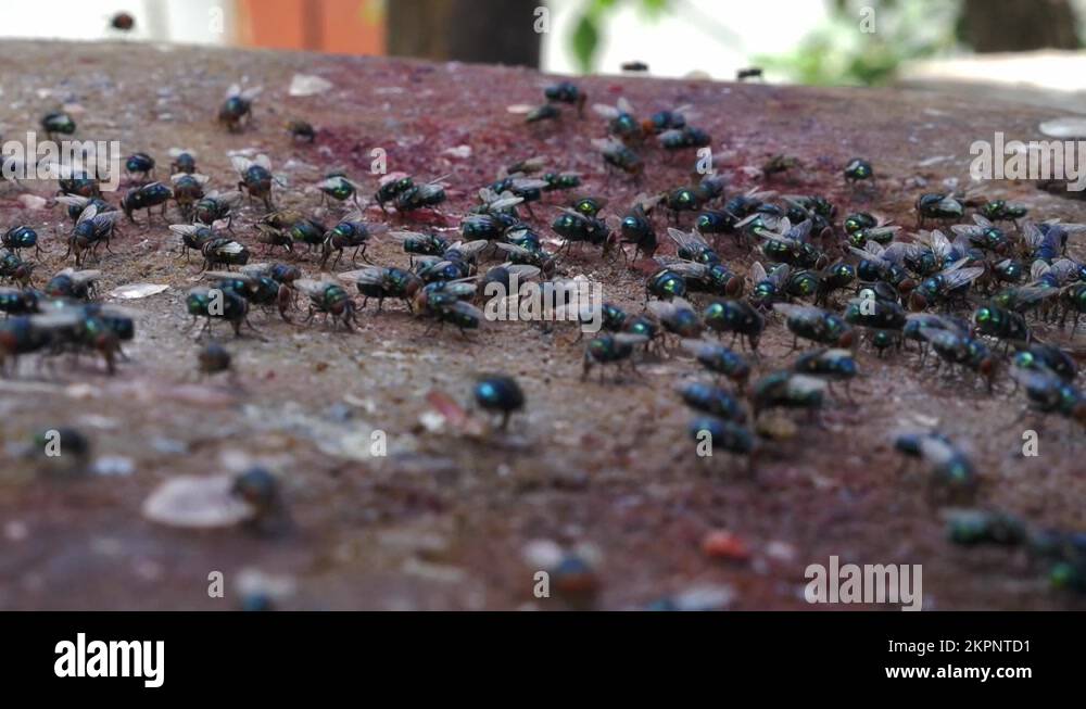 Waste meat Stock Videos & Footage - HD and 4K Video Clips - Alamy