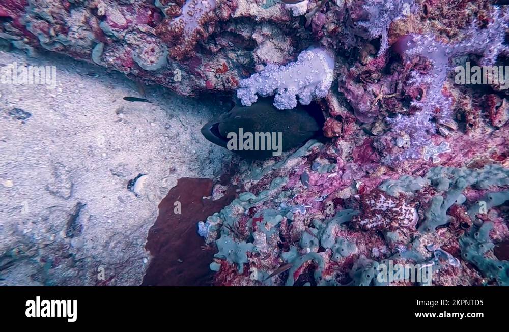 An aerial view of the giant moray is a species of moray eel and a ...
