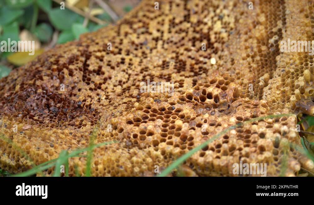Natural bee hive structure Stock Videos & Footage - HD and 4K Video ...
