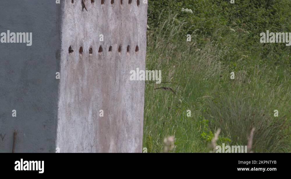 Martin wall Stock Videos & Footage - HD and 4K Video Clips - Alamy