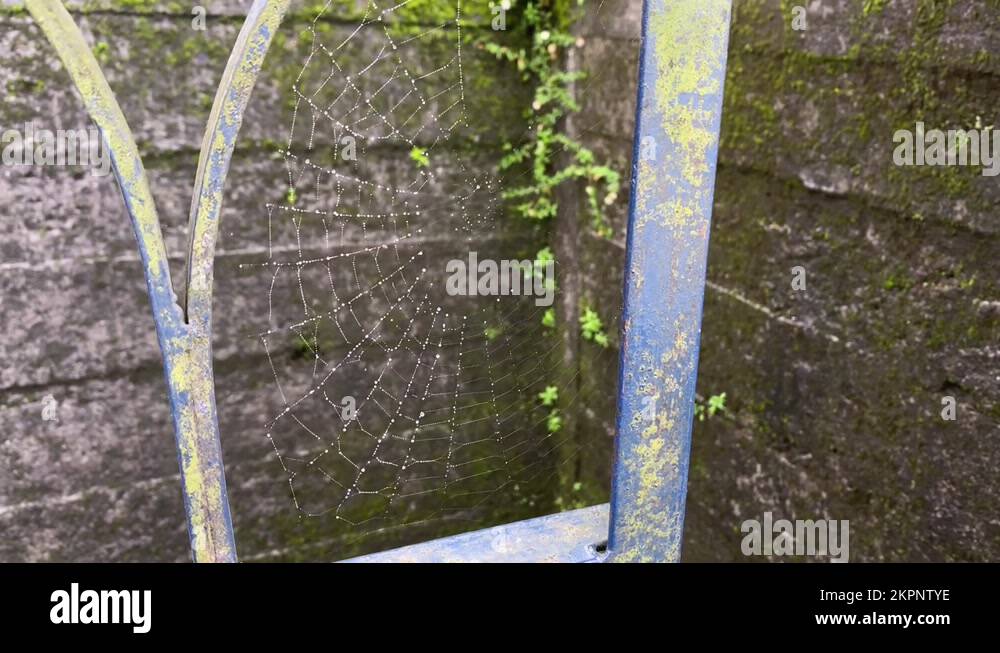 Spider web gate Stock Videos & Footage - HD and 4K Video Clips - Alamy