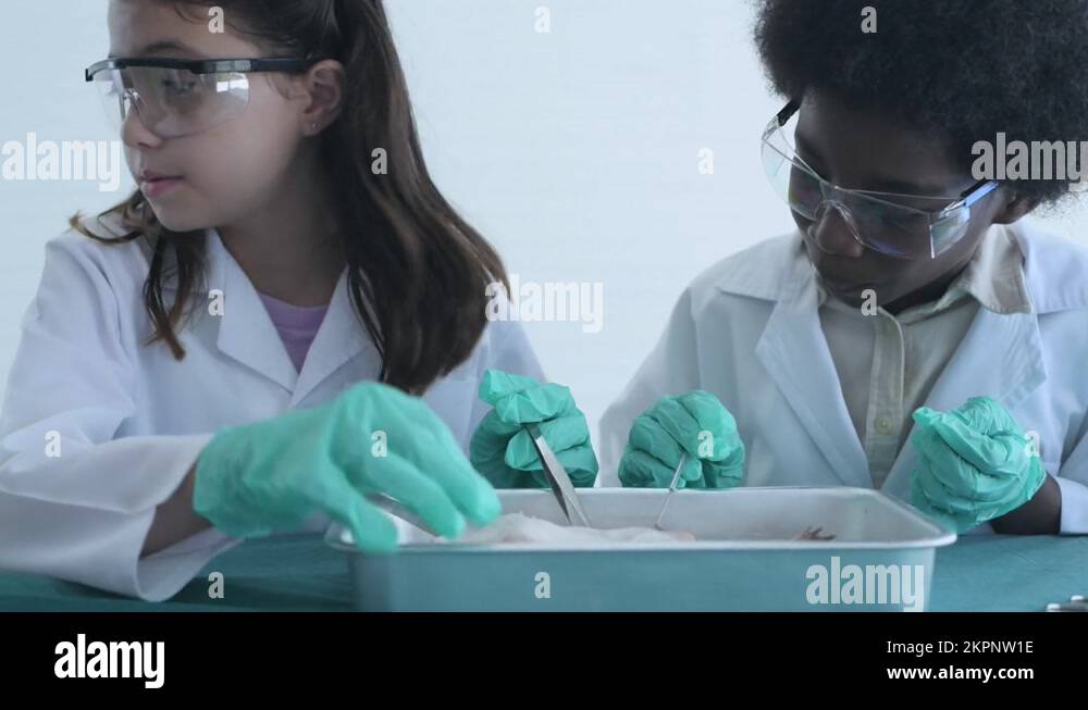 Learning about frogs Stock Videos & Footage - HD and 4K Video Clips - Alamy