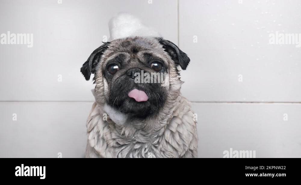 Foam head soap Stock Videos & Footage - HD and 4K Video Clips - Alamy