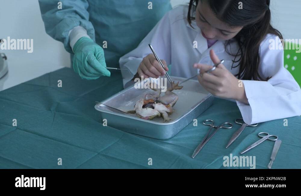Education concept of 4k Resolution. Researchers are dissecting frogs in ...