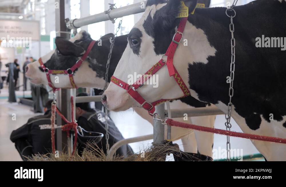 Screaming cow Stock Videos & Footage - HD and 4K Video Clips - Alamy