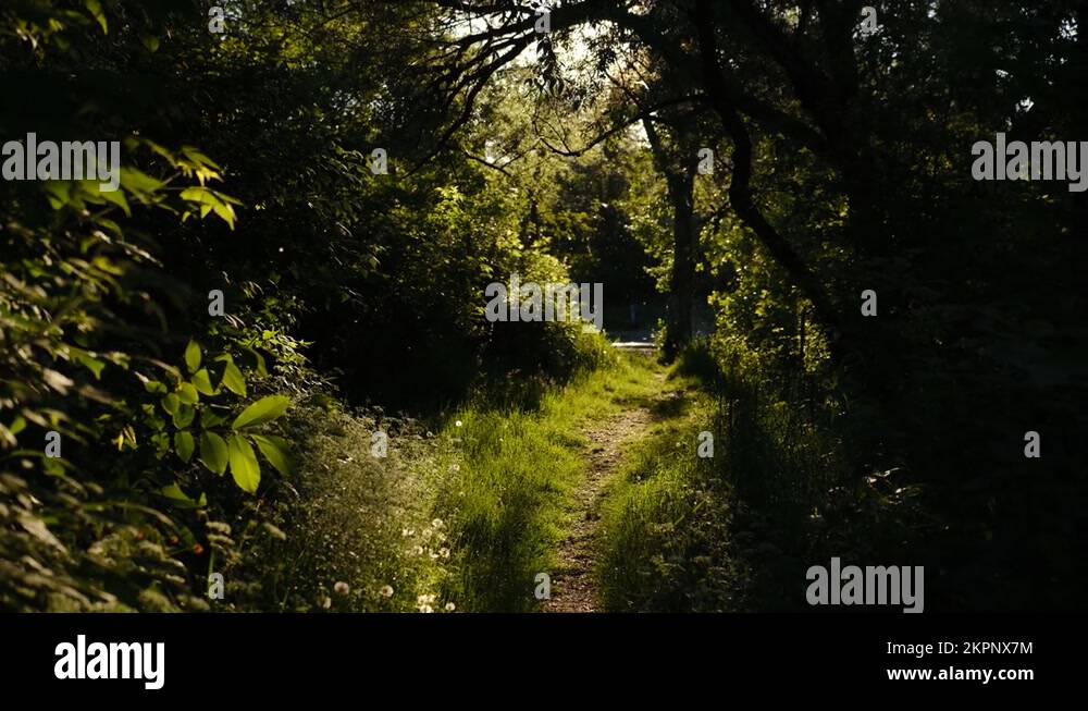 Jagged leaves Stock Videos & Footage - HD and 4K Video Clips - Alamy