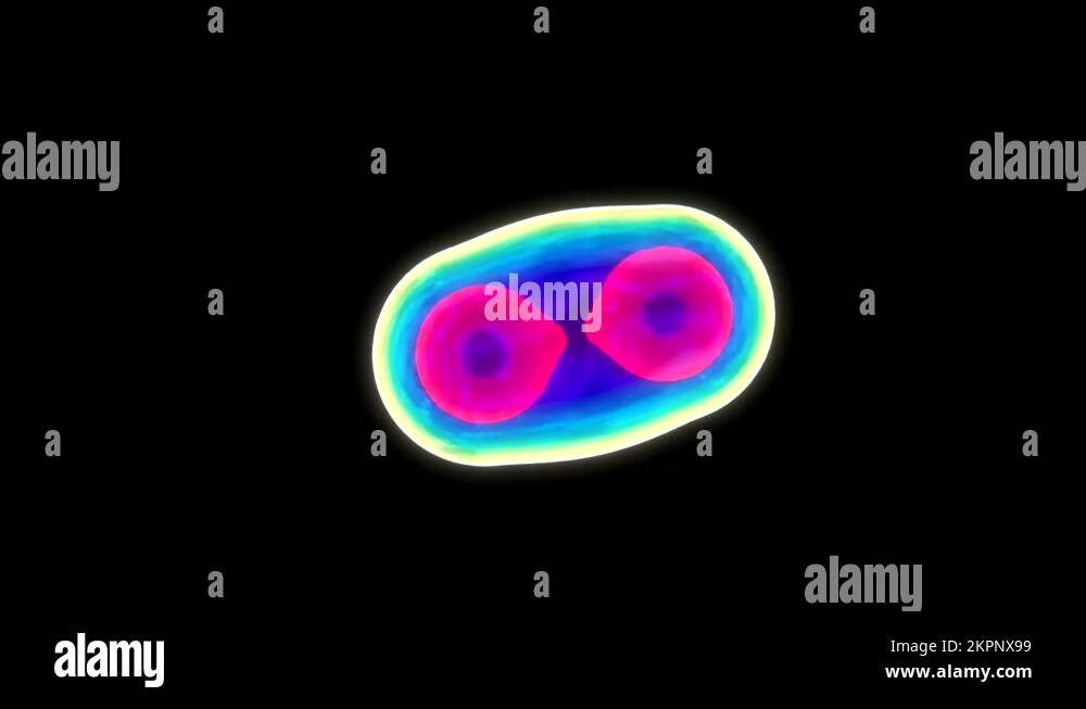 Divide cells biology life on black background 4k Stock Video Footage ...