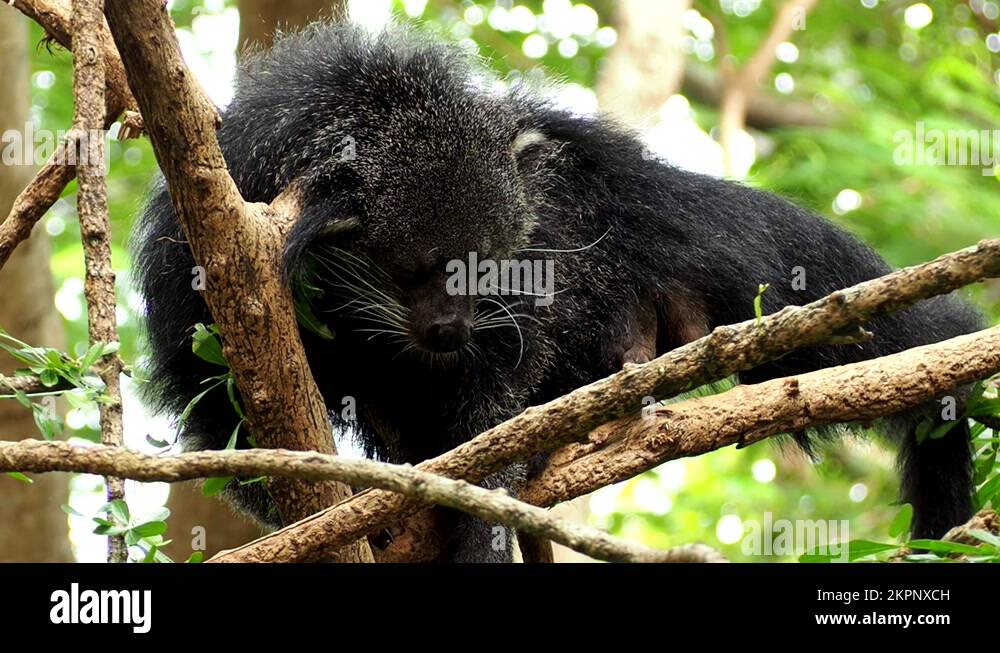 Palawan bear cat Stock Videos & Footage - HD and 4K Video Clips - Alamy