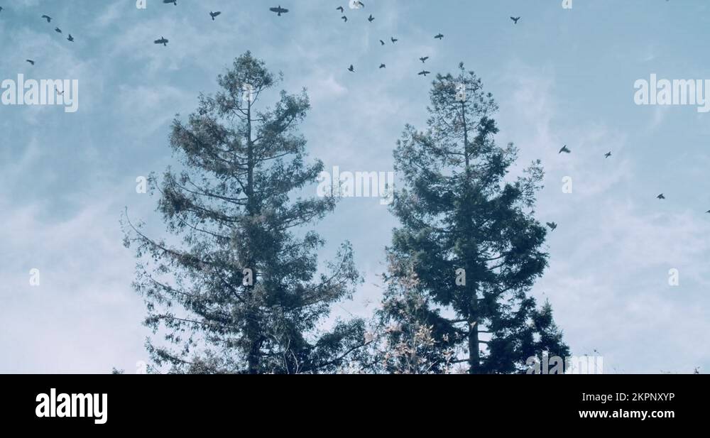 Two tress Stock Videos & Footage - HD and 4K Video Clips - Alamy