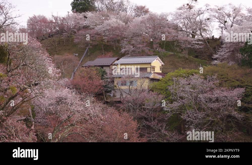 Sakura trees japan Stock Videos & Footage - HD and 4K Video Clips - Alamy