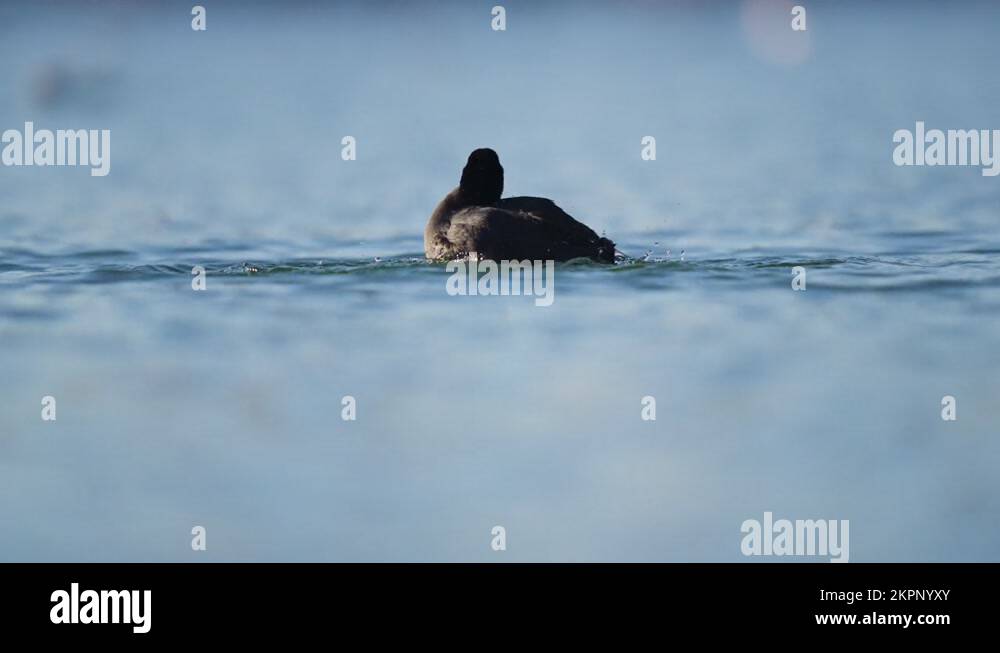 Natural behaviour Stock Videos & Footage - HD and 4K Video Clips - Alamy