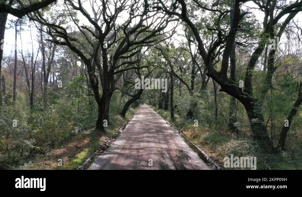 View of road under tree canopy Stock Videos & Footage - HD and 4K Video ...