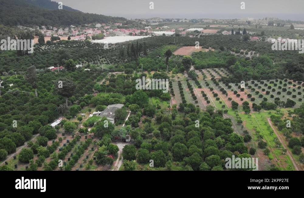 Citrus plantations Stock Videos & Footage - HD and 4K Video Clips - Alamy