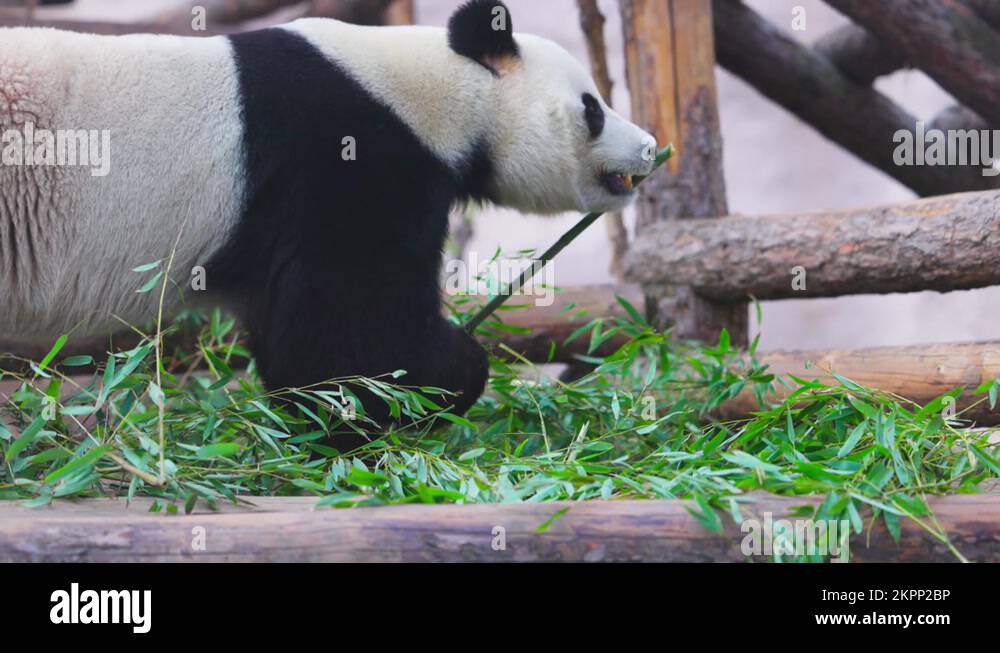 Cute Panda eating bamboo stems. Giant Panda eats the green shoots of ...