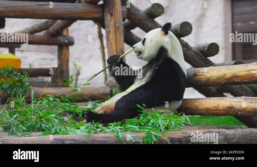 Cute Panda eating bamboo stems. Giant Panda eats the green shoots of ...