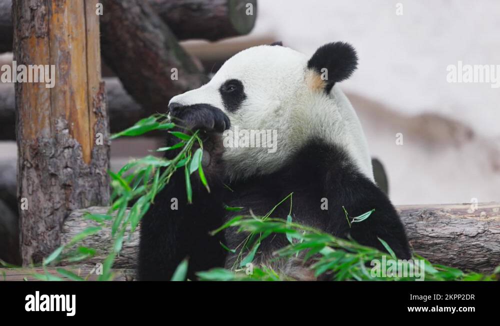 Cute Panda eating bamboo stems. Giant Panda eats the green shoots of ...