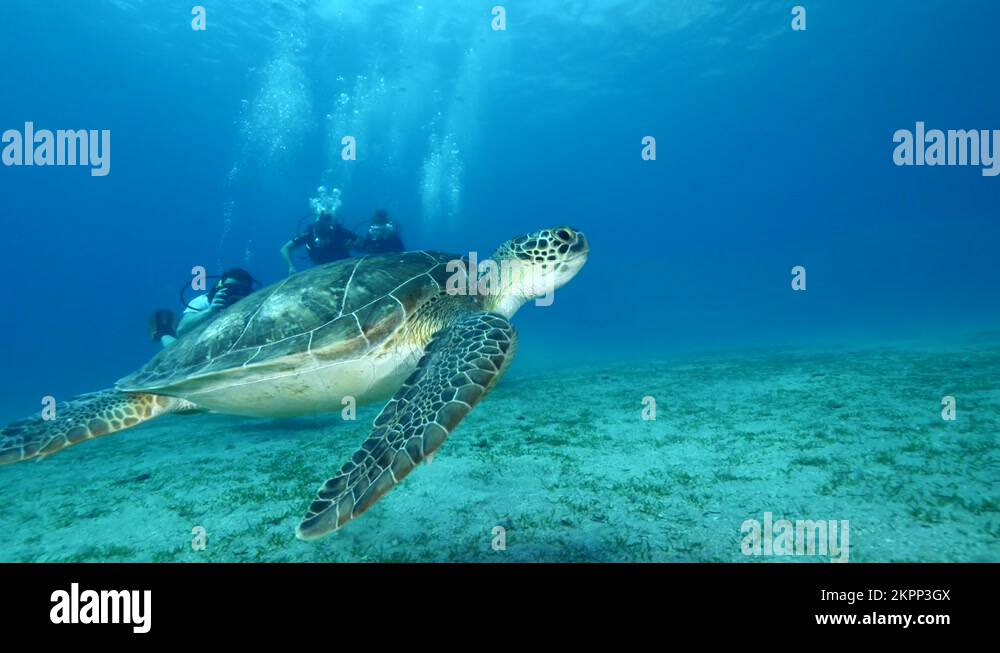 scuba divers chasing turtle underwater ocean scenery animal and people ...